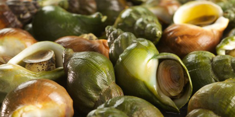 Shellfish – Ifish Hong Kong