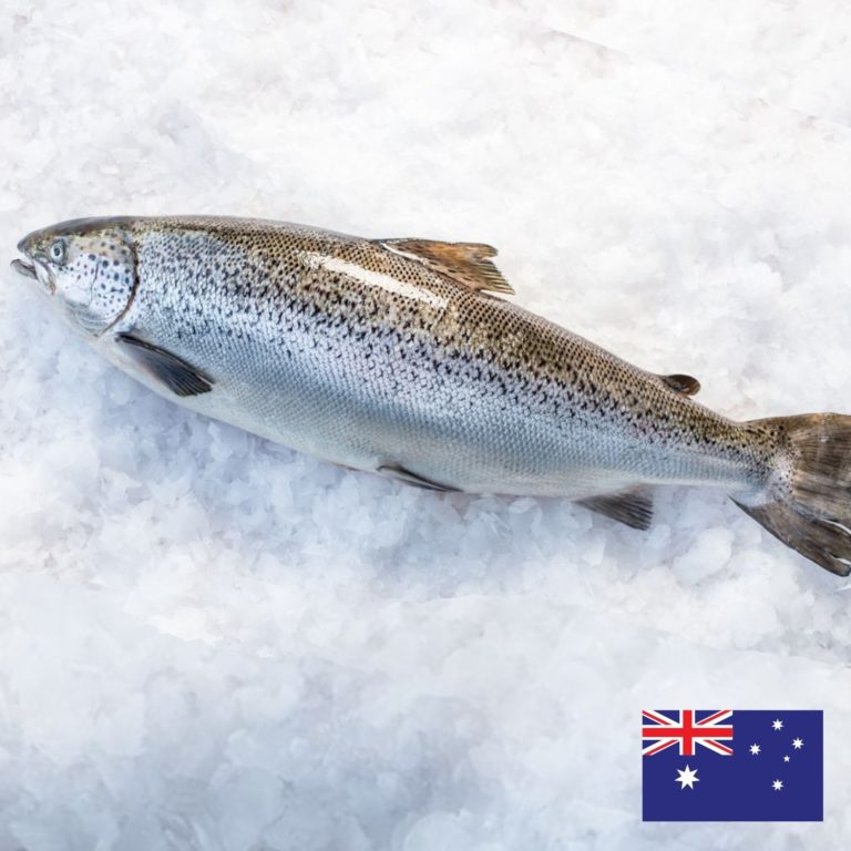 Chilean Farmed Atlantic Salmon – Ifish Hong Kong