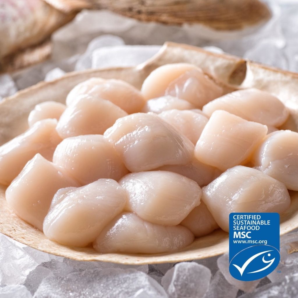 Scallop – Ifish Hong Kong