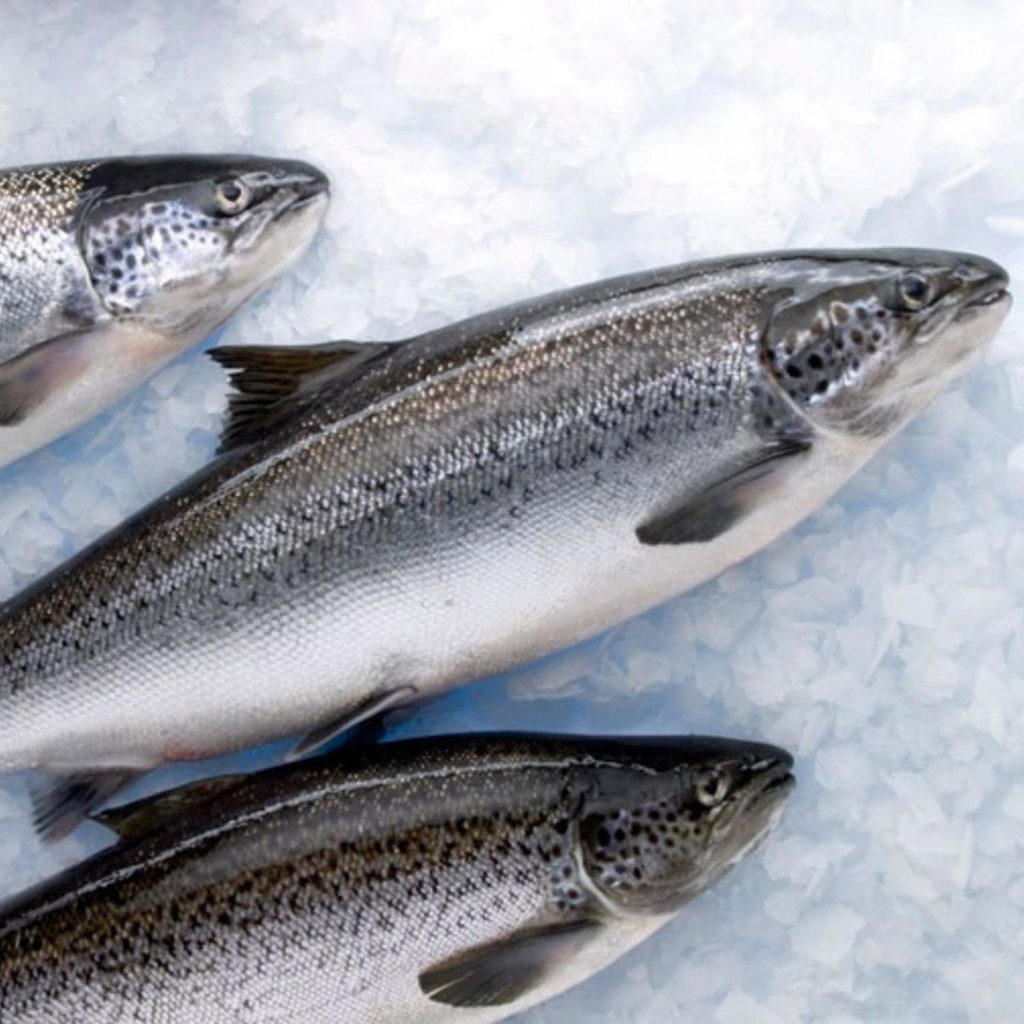 Latest Products – Ifish Hong Kong