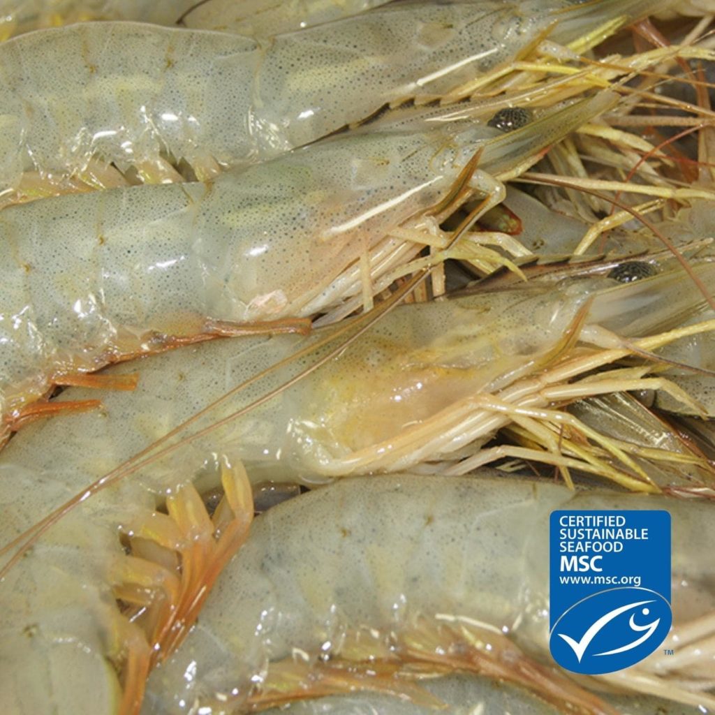 Australian Banana Prawn – Ifish Hong Kong